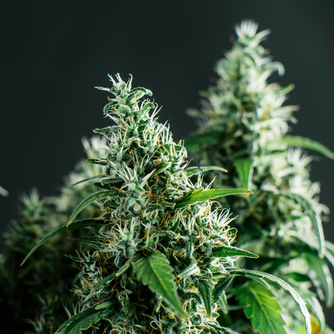 CBN vs CBD vs CBG - Chill Frog CBD